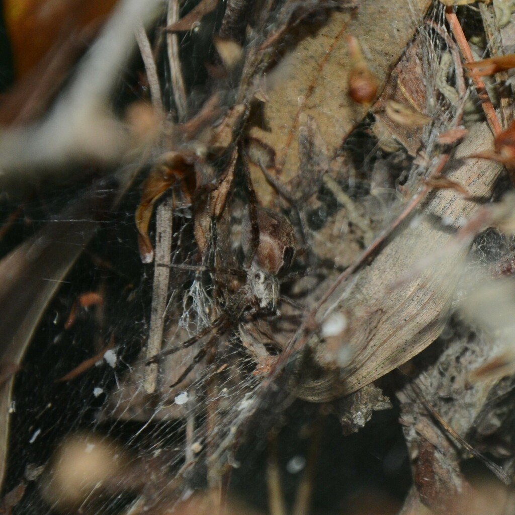 Tree-wolf Fishing Spider in November 2022 by Matilda · iNaturalist