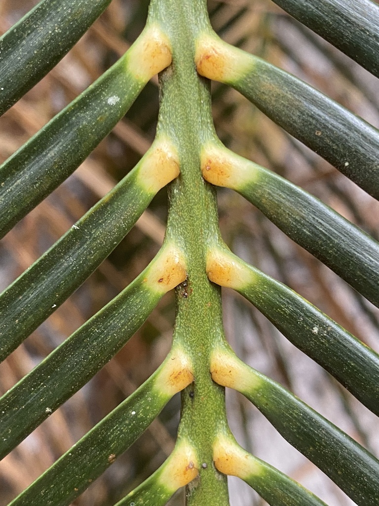 Macrozamia douglasii from Cooloola (excl. Gympie), Great Sandy, AU-QL ...