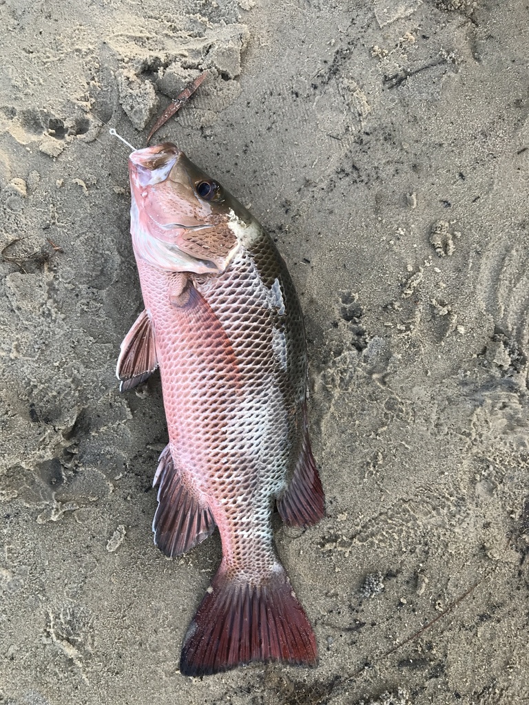 Mangrove Red Snapper from Currimundi Creek, Wurtulla, QLD, AU on ...