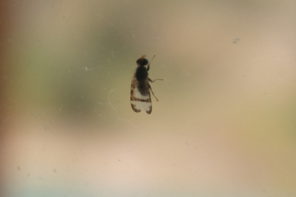 Fruit Flies from Douglas VIC 3409, Australia on October 31, 2022 at 01: ...