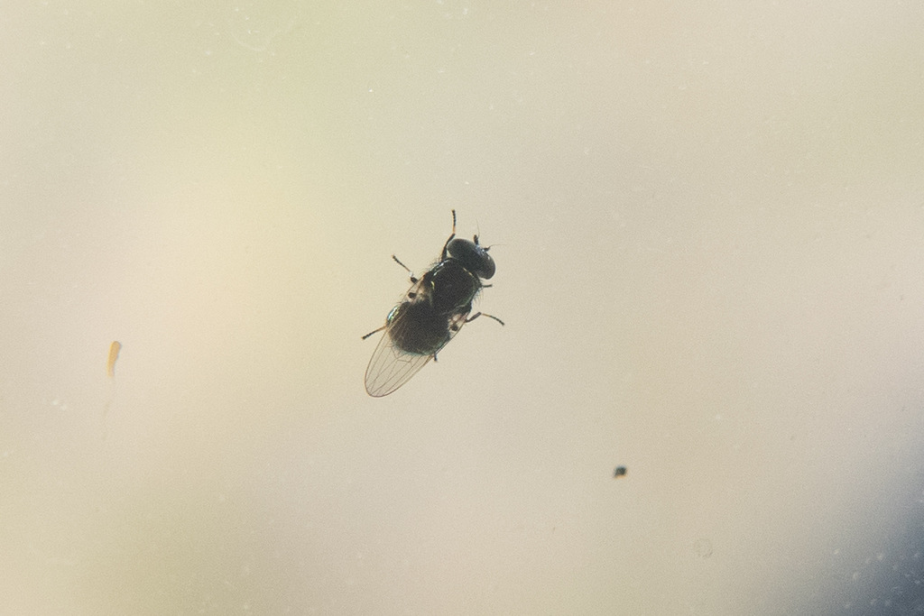 Acalyptrate Flies from Douglas VIC 3409, Australia on October 31, 2022 ...