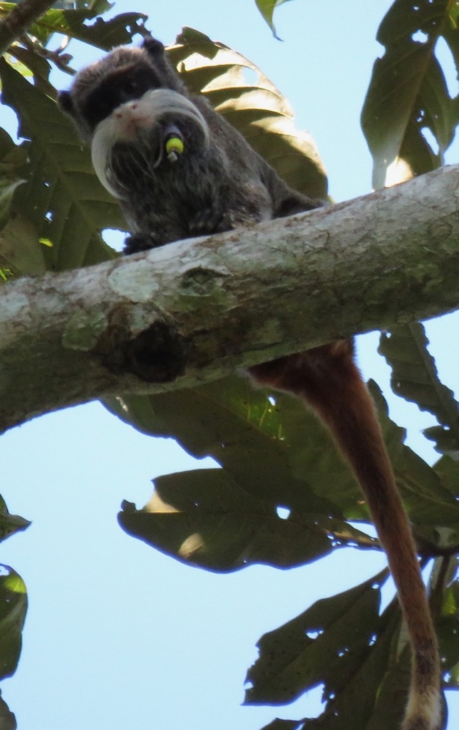 Bearded Emperor Tamarin (Saguinus imperator subgrisescens) - Know Your ...