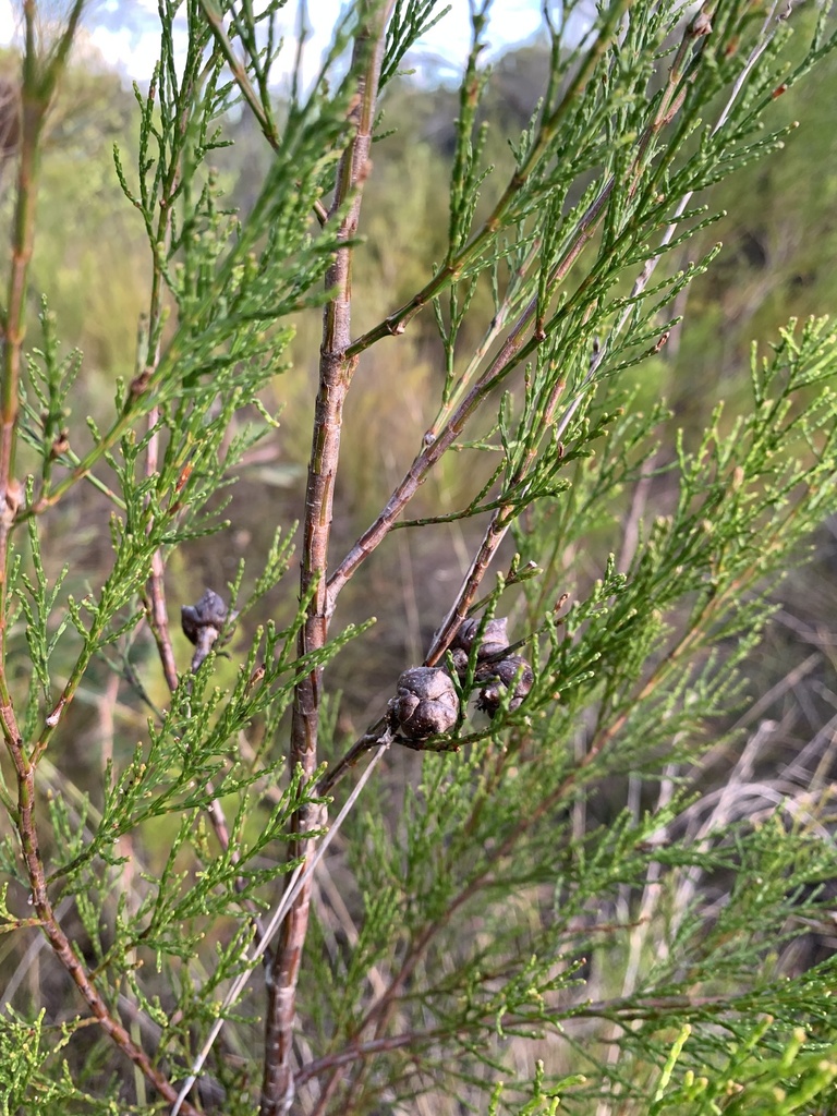 Oyster Bay cypress-pine from Cooloola Recreation Area, Cooloola, QLD ...