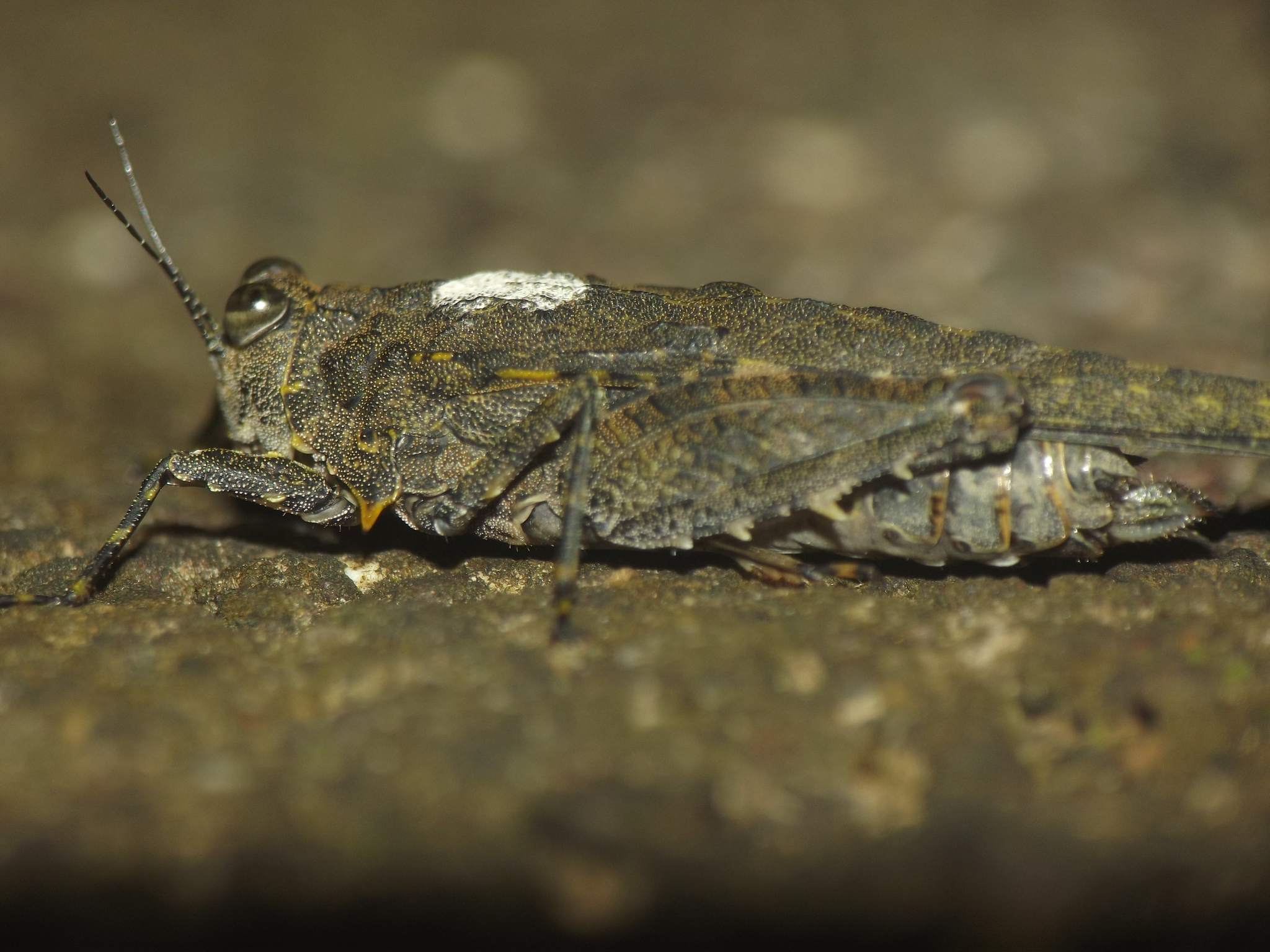 Euscelimena harpago (Serville, 1838)