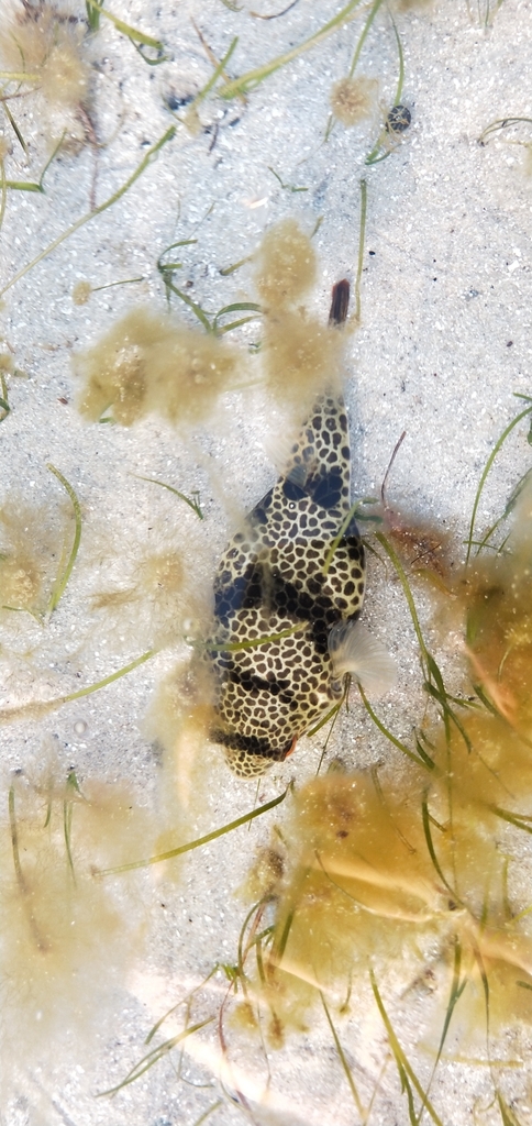 Smooth Toadfish from Australia on November 06, 2022 at 07:31 PM by ...