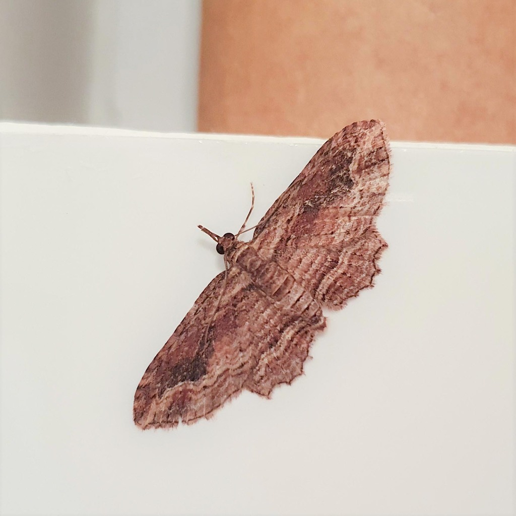 Australian Pug Moth from Trevallyn TAS 7250, Australia on October 14 ...
