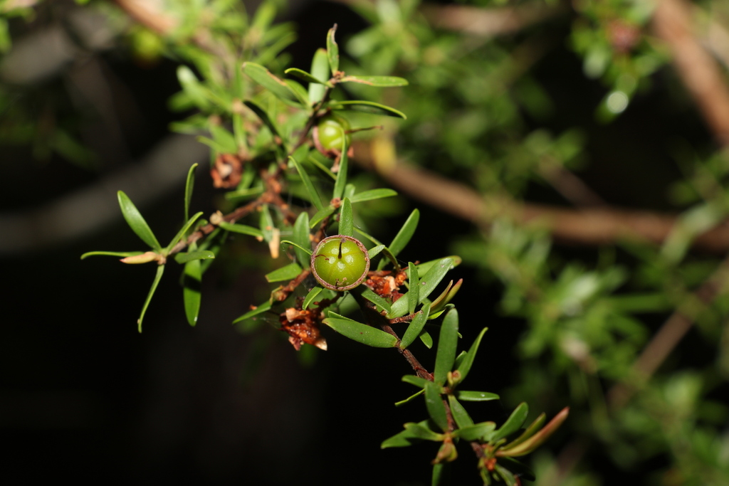Tantoon from Cooloola (excl. Gympie), Great Sandy, Queensland ...