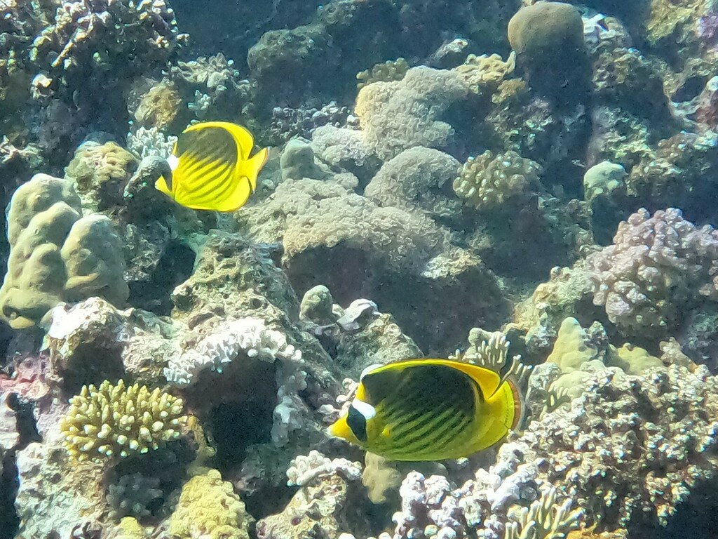 Red Sea Raccoon Butterflyfish from Marsa 'Alam, EG-BA, EG on November ...