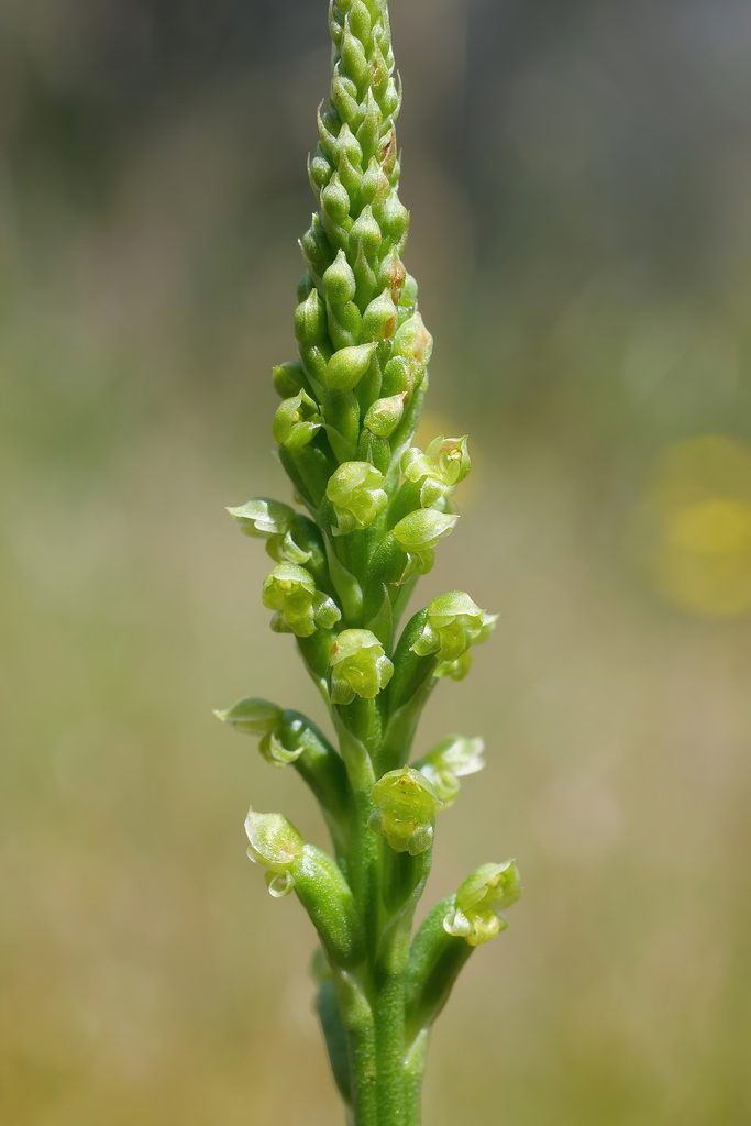 slender onion-orchid in November 2022 by Bernadette Lingham · iNaturalist