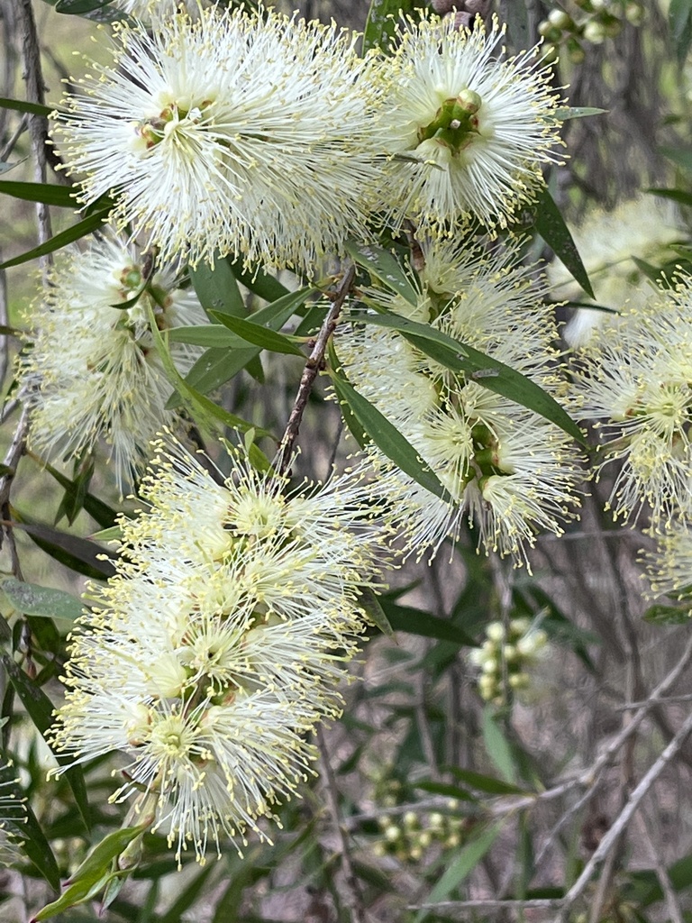 bottlebrushes from Denison St, Daysdale, NSW, AU on November 6, 2022 at ...
