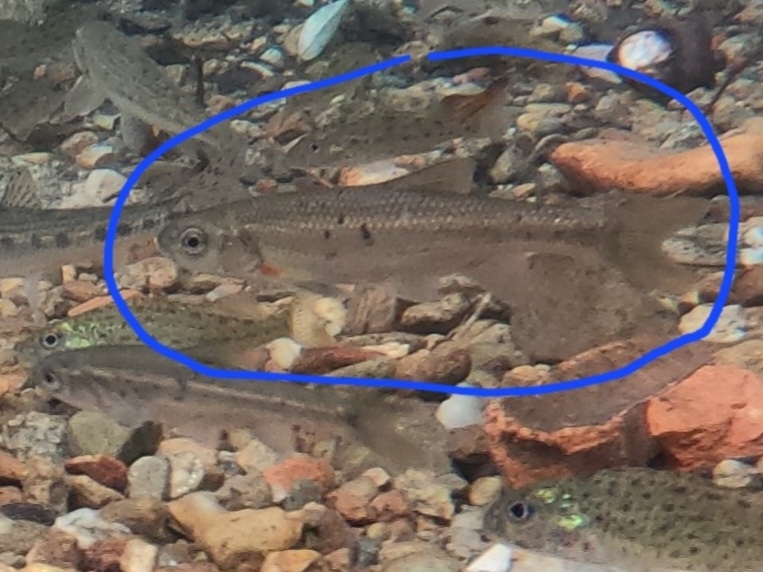 Italian riffle dace from 28041 Arona NO, Italia on October 30, 2022 by ...