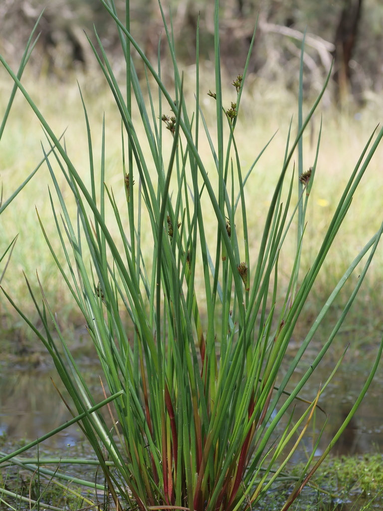Juncus holoschoenus from Wallington VIC 3222, Australia on November 06 ...