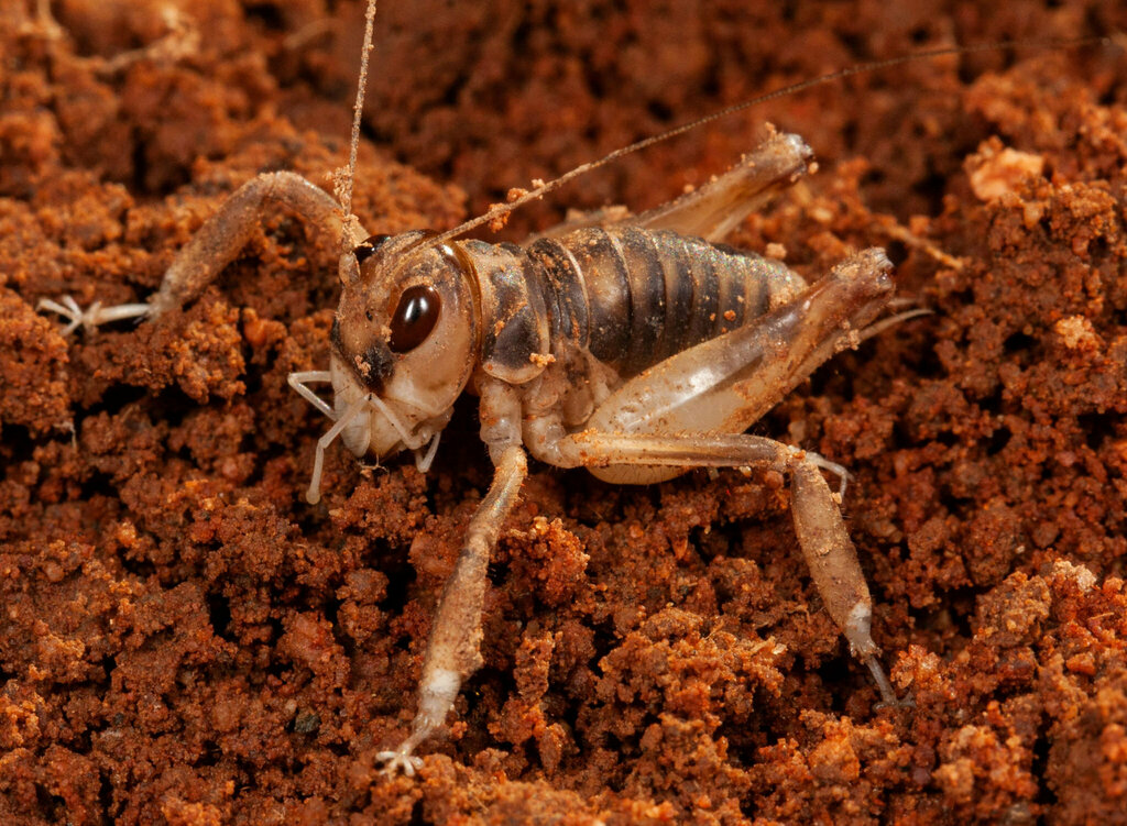 African Dune Crickets from Porcupine Camp, 8 km W of Kamanjab, Namibia ...