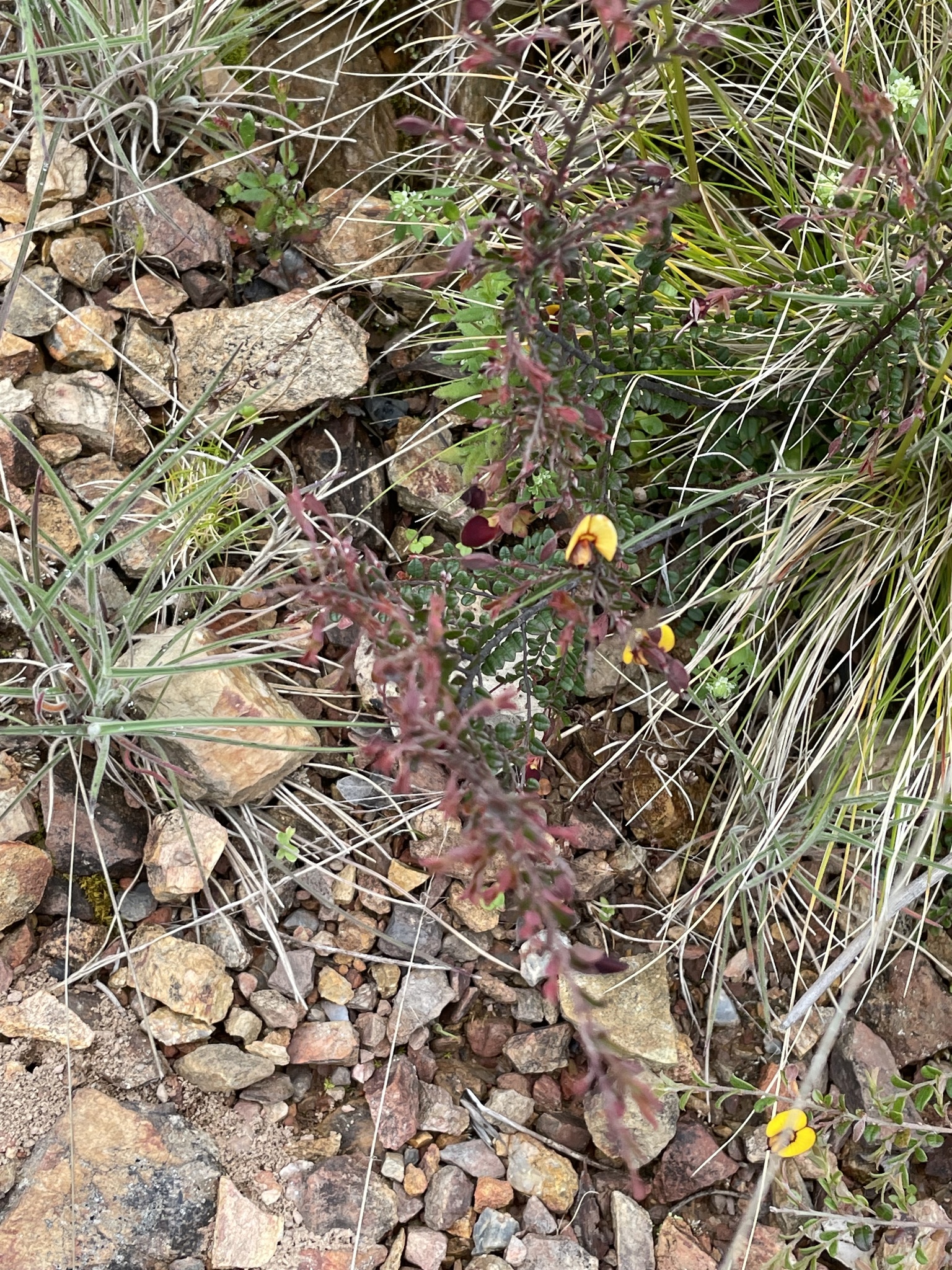 Bossiaea buxifolia A.Cunn.