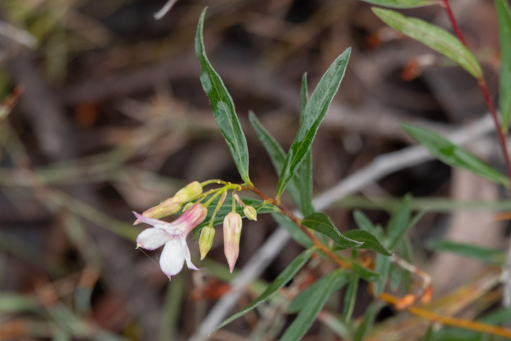 sweet apple-berry from West Wimmera, Victoria, Australia on October 31 ...