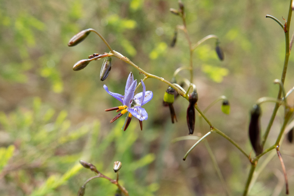 Blueberry Lily from West Wimmera, Victoria, Australia on October 31 ...