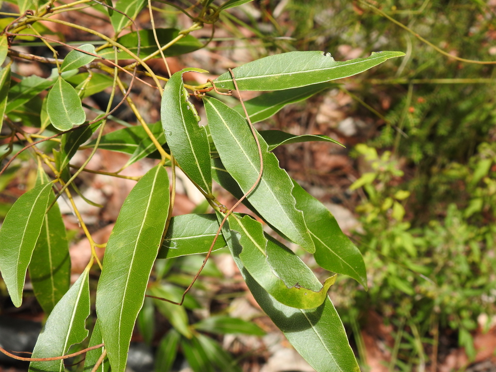 Endiandra sieberi from Cooloola QLD 4580, Australia on November 06 ...