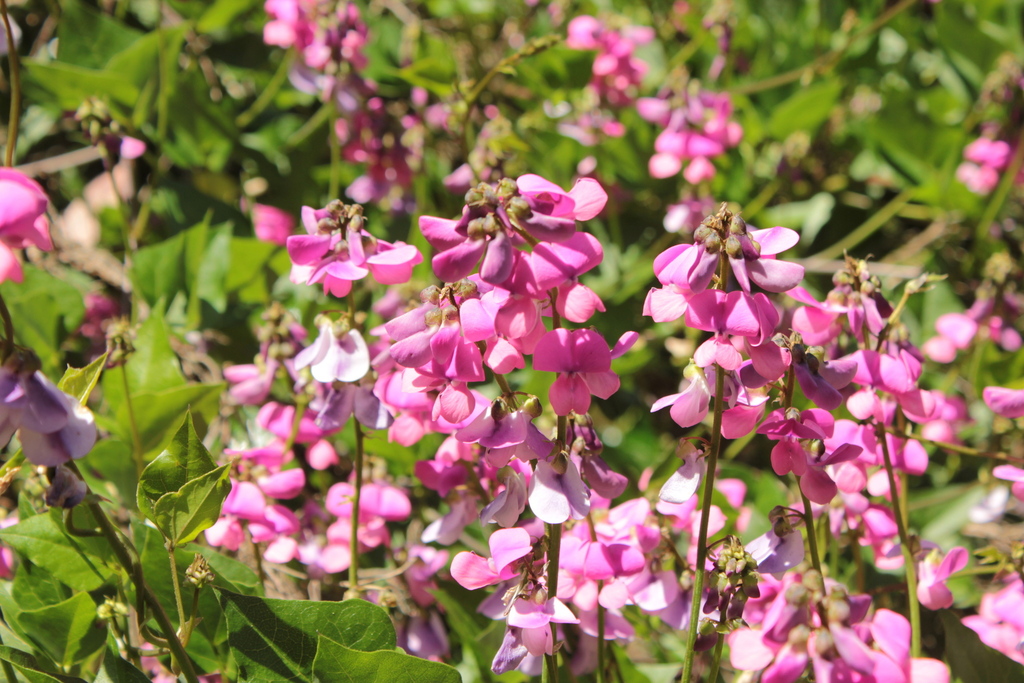 Okie bean from Port Macdonnell SA 5291, Australia on October 20, 2022 ...
