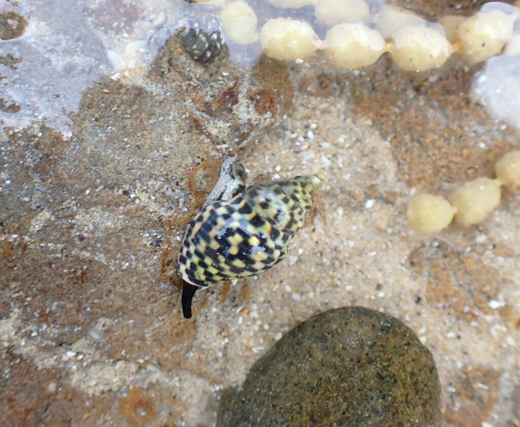 Lineated cominella from Shoreham VIC 3916, Australia on November 06 ...