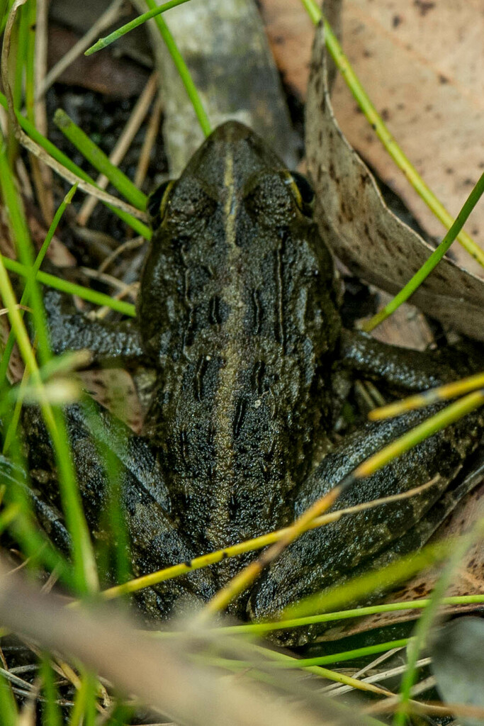 Cape River Frog from Dieprivier, Garden Route District Municipality ...