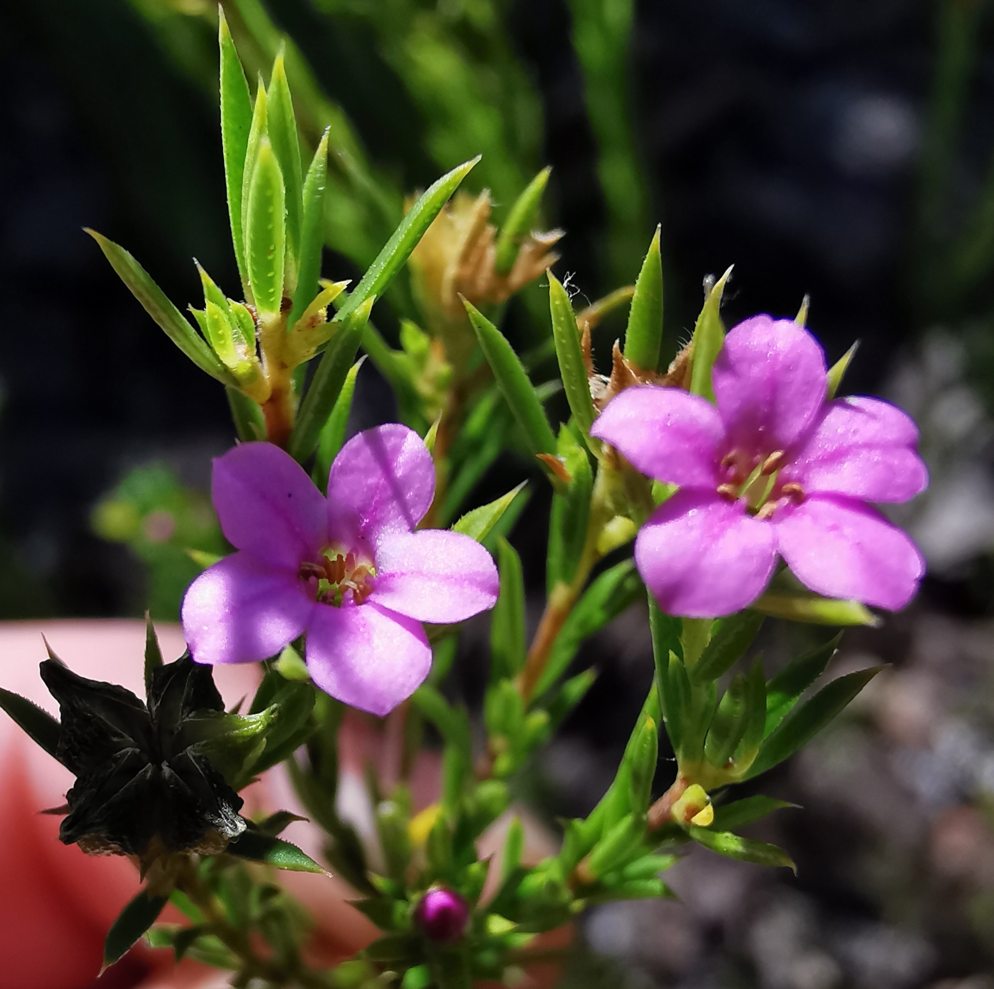 Coleonema pulchellum I.Williams