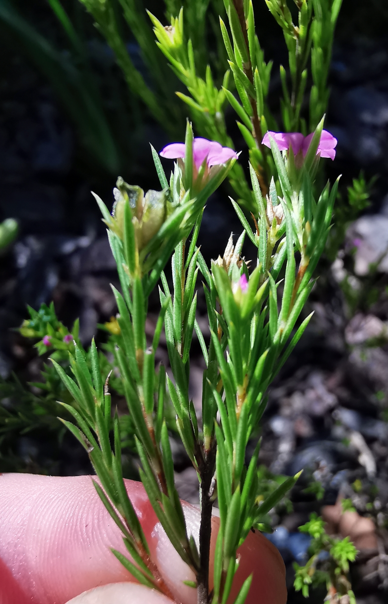 Coleonema pulchellum I.Williams