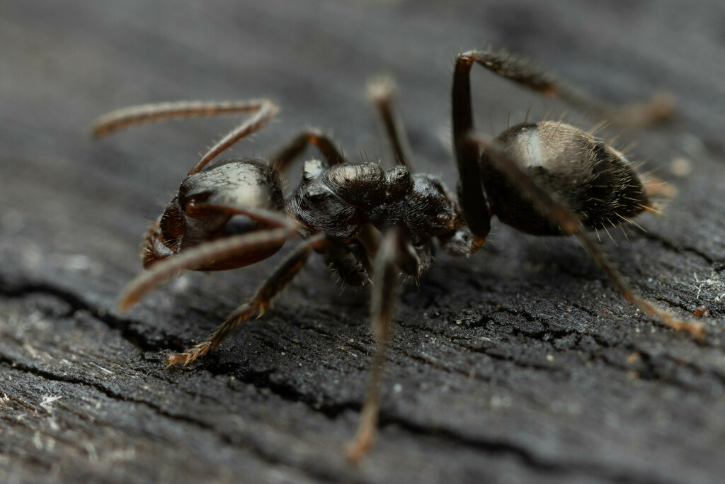 Notoncus capitatus from Westridge Outlook on November 6, 2022 at 05:24 ...