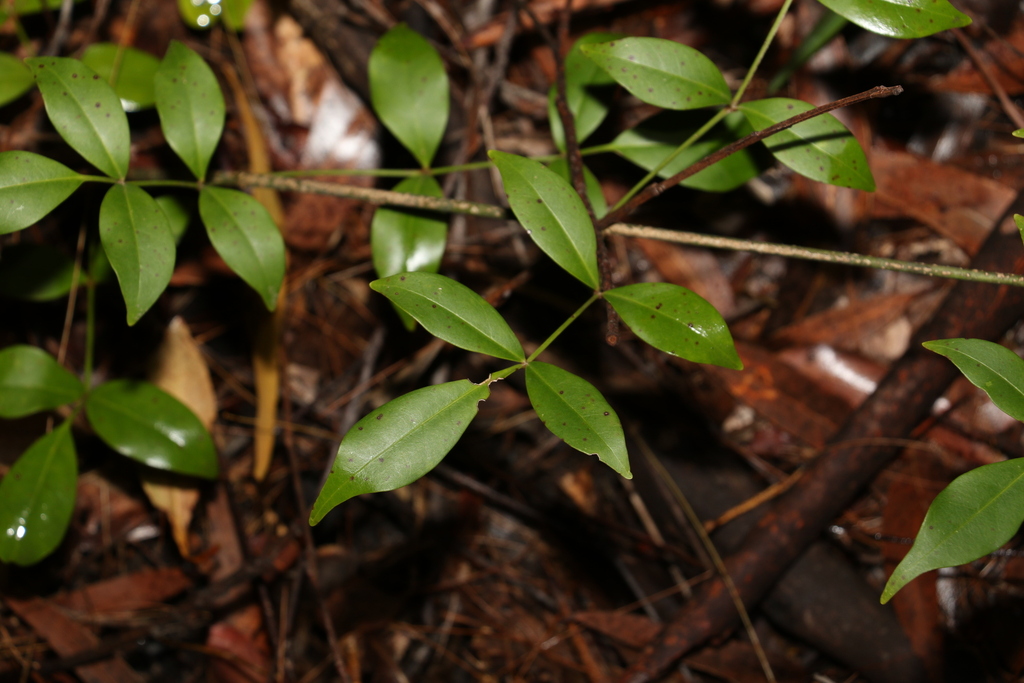 Bower Plant from Cooloola QLD 4580, Australia on November 04, 2022 at ...