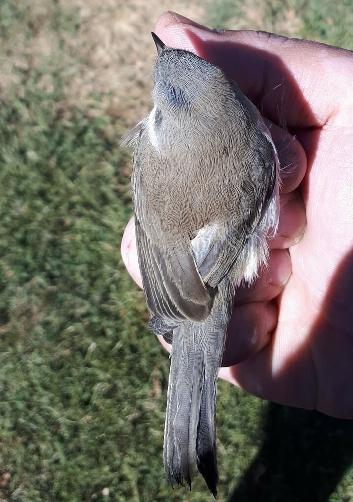 Hume's Whitethroat (Curruca curruca althaea) - Avian Discovery
