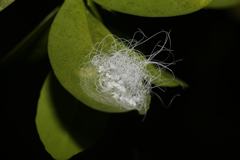 Aleuroctarthrus destructor from Cooloola (excl. Gympie), Great Sandy ...