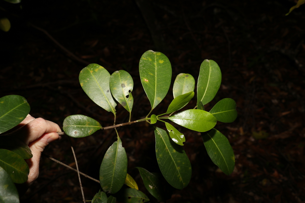 Beach Acronychia from Cooloola (excl. Gympie), Great Sandy, Queensland ...