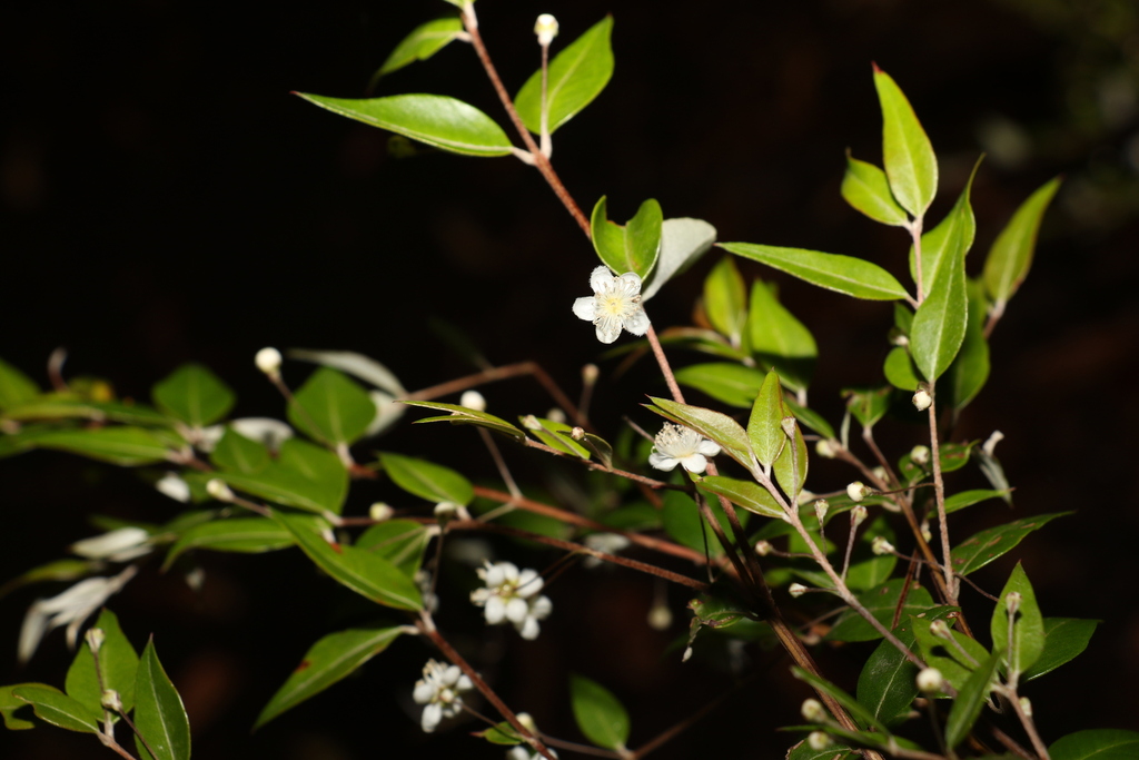 Midgen Berry from Cooloola QLD 4580, Australia on November 04, 2022 at ...
