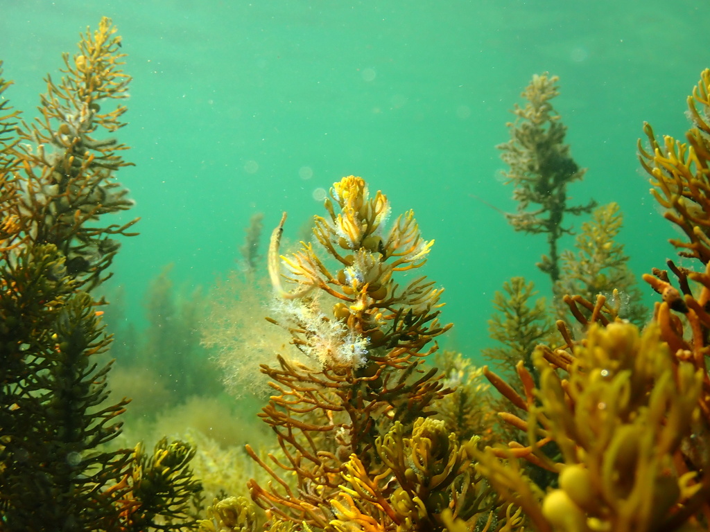 Stigmatopora from Capel Sound, Rye, VIC, AU on November 06, 2022 at 05: ...