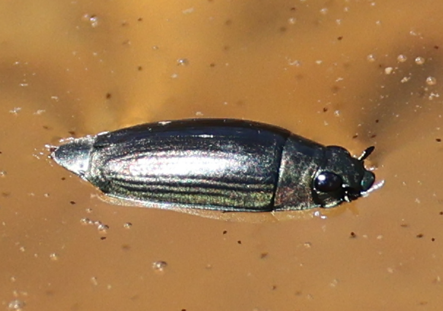 Macrogyrus from Andamooka Station SA 5722, Australia on November 6 ...