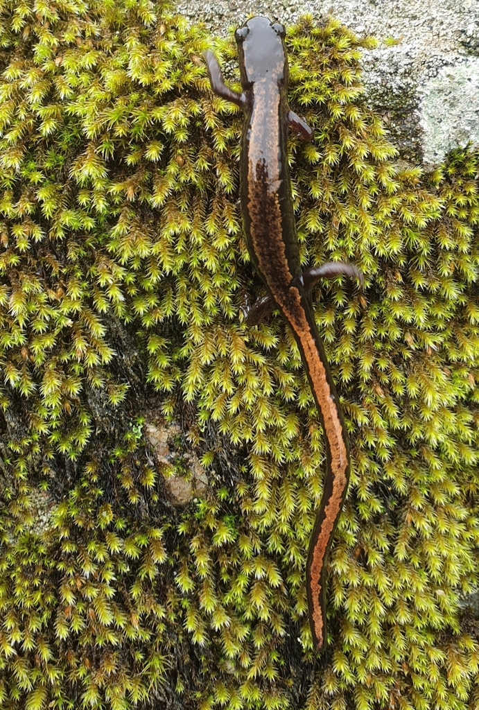 Gold-striped salamander in October 2022 by ducklington · iNaturalist