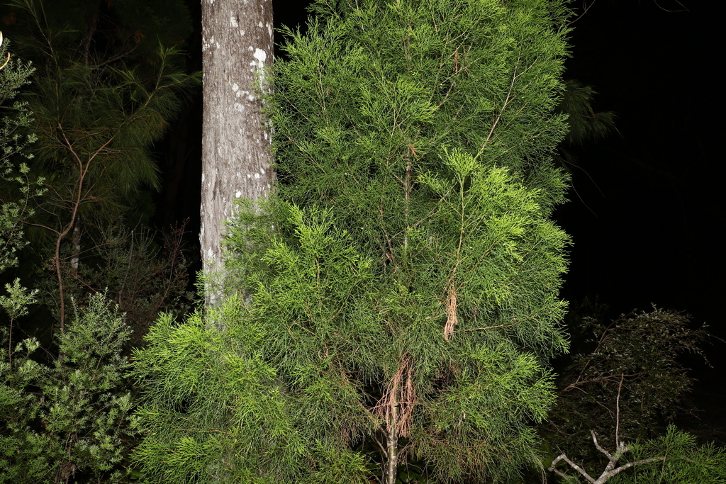Oyster Bay cypress-pine from Cooloola (excl. Gympie), Great Sandy ...