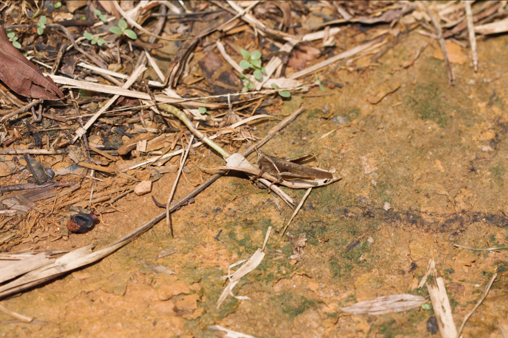 Abracris flavolineata from JP6C+39Q, Roura 97352, Guyane française on ...
