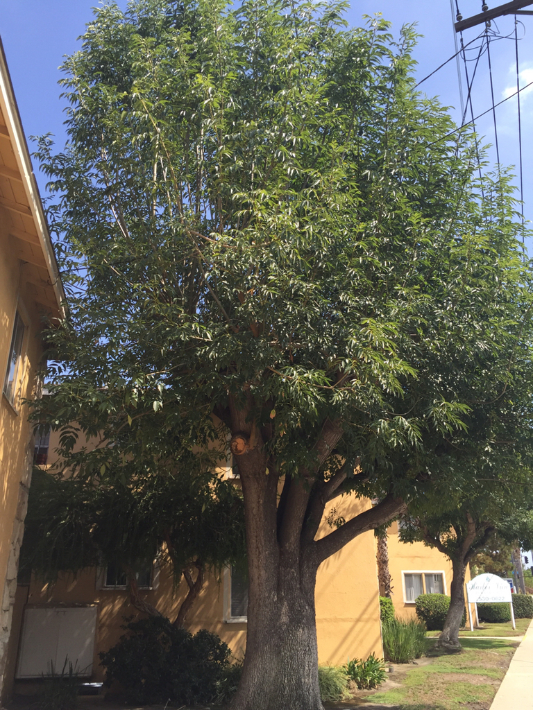 Shamel Ash from 1229 Anaheim St, Los Angeles, CA, US on September 22 ...