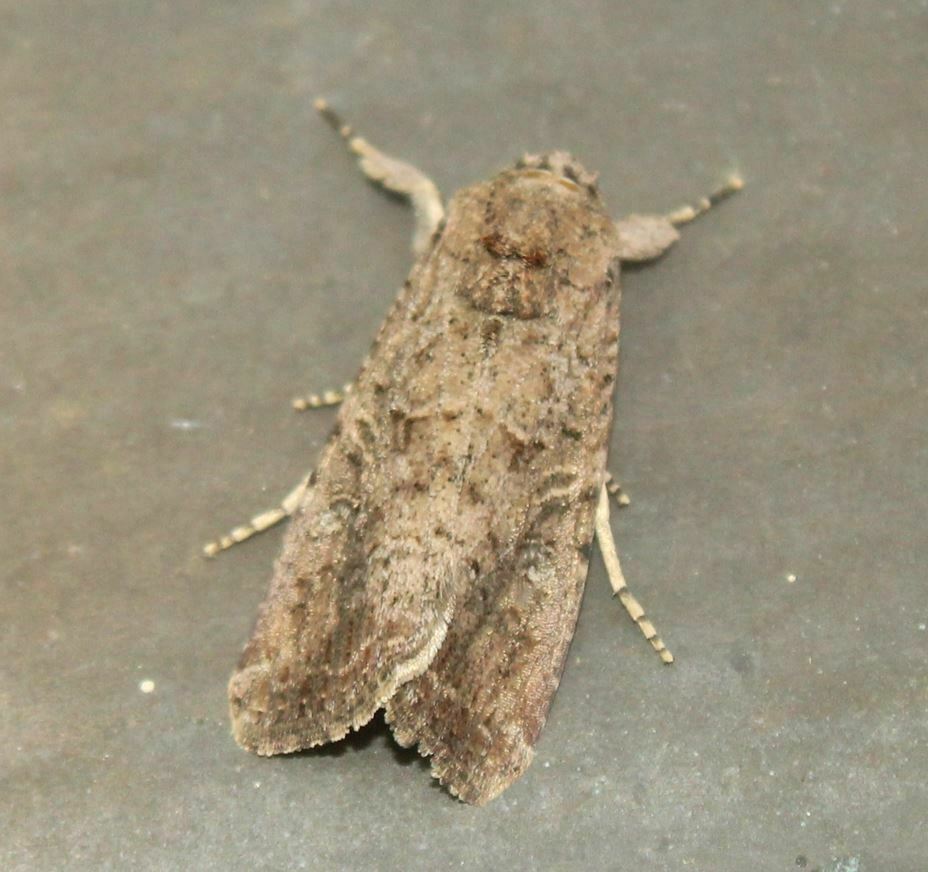 Fall Armyworm Moth from Palm Beach County, FL, USA on October 28, 2022 ...