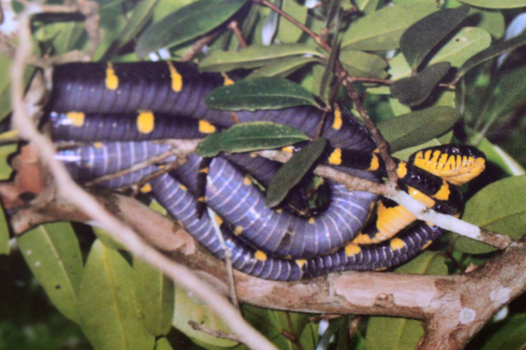 Western Mangrove Cat Snake from Gunung Arong Recreational Forest ...