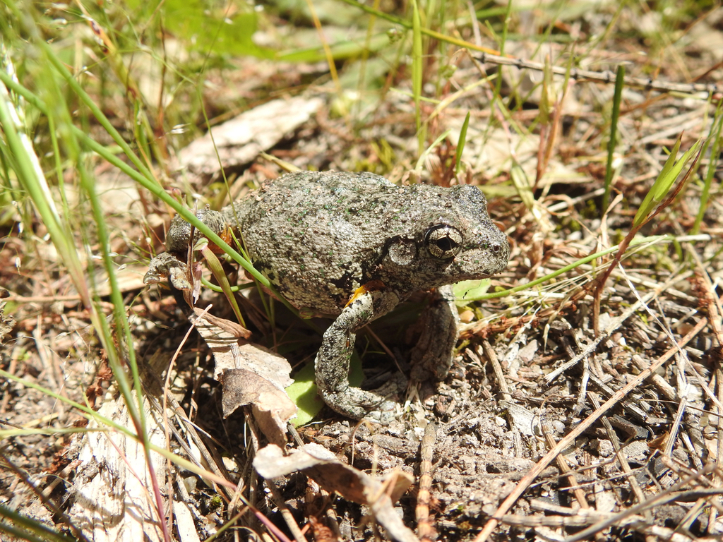 Peron's Tree Frog from Locksley VIC 3665, Australia on November 06 ...