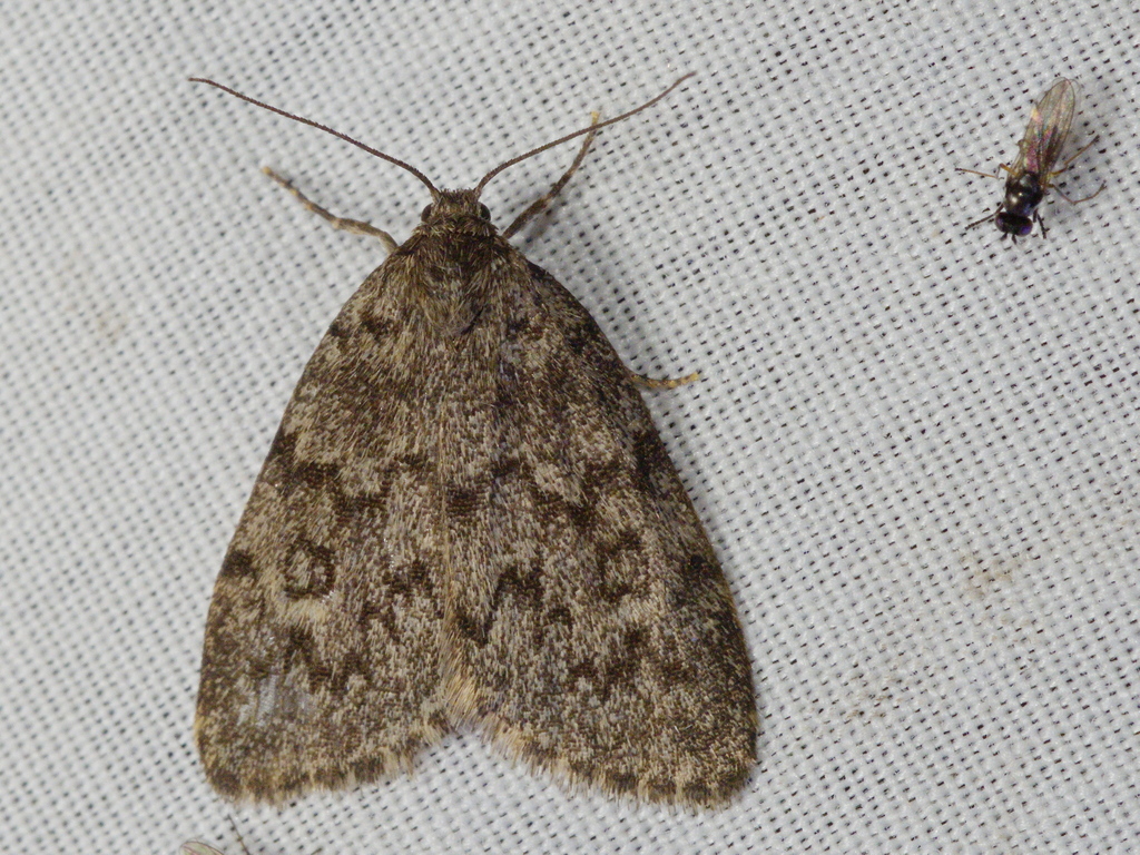 Halone consolatrix from Geelong VIC, Australia on November 6, 2022 at ...