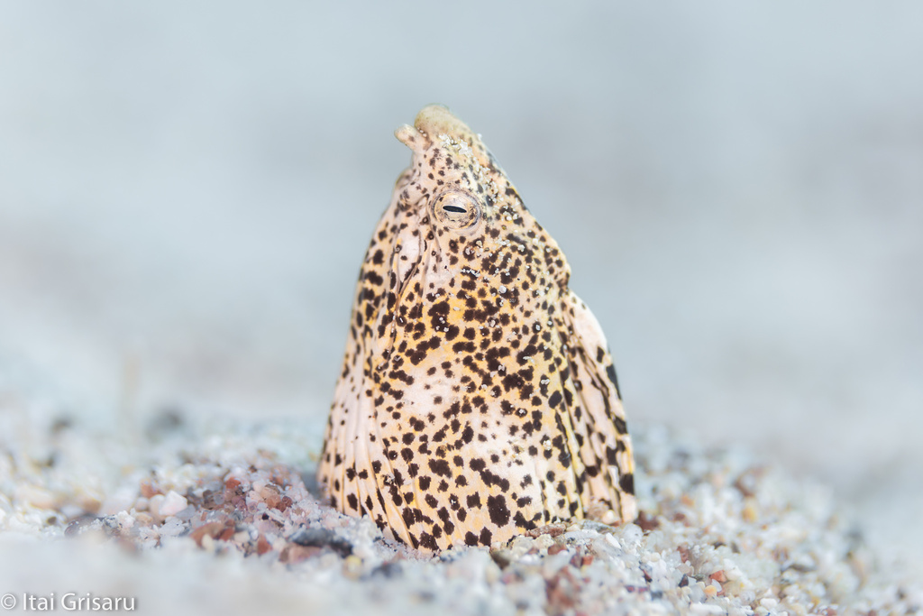 Marbled Snake Eel from Red Sea on November 05, 2022 at 02:34 PM by ...