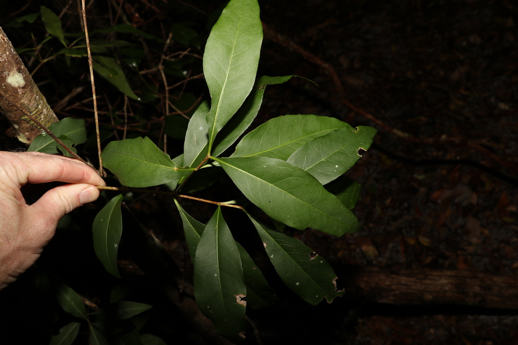 Notelaea longifolia from Cooloola QLD 4580, Australia on November 04 ...