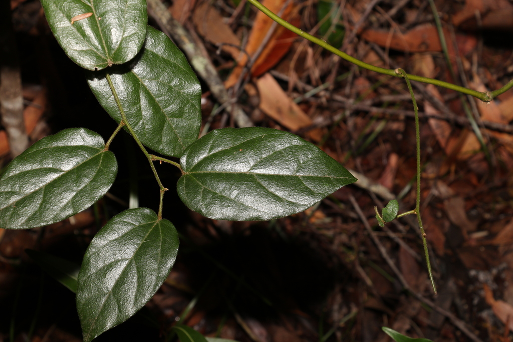 Hypserpa decumbens from Cooloola (excl. Gympie), Great Sandy ...