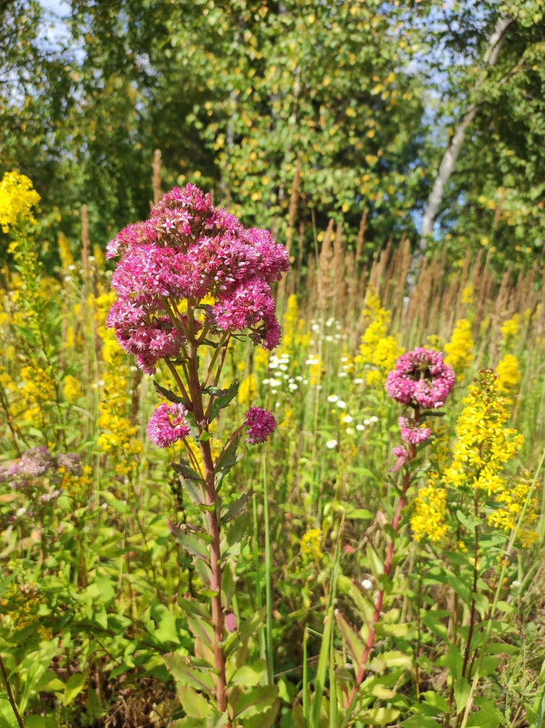 Orpine from Шуйский р-н, Ивановская обл., Россия on August 13, 2022 at ...