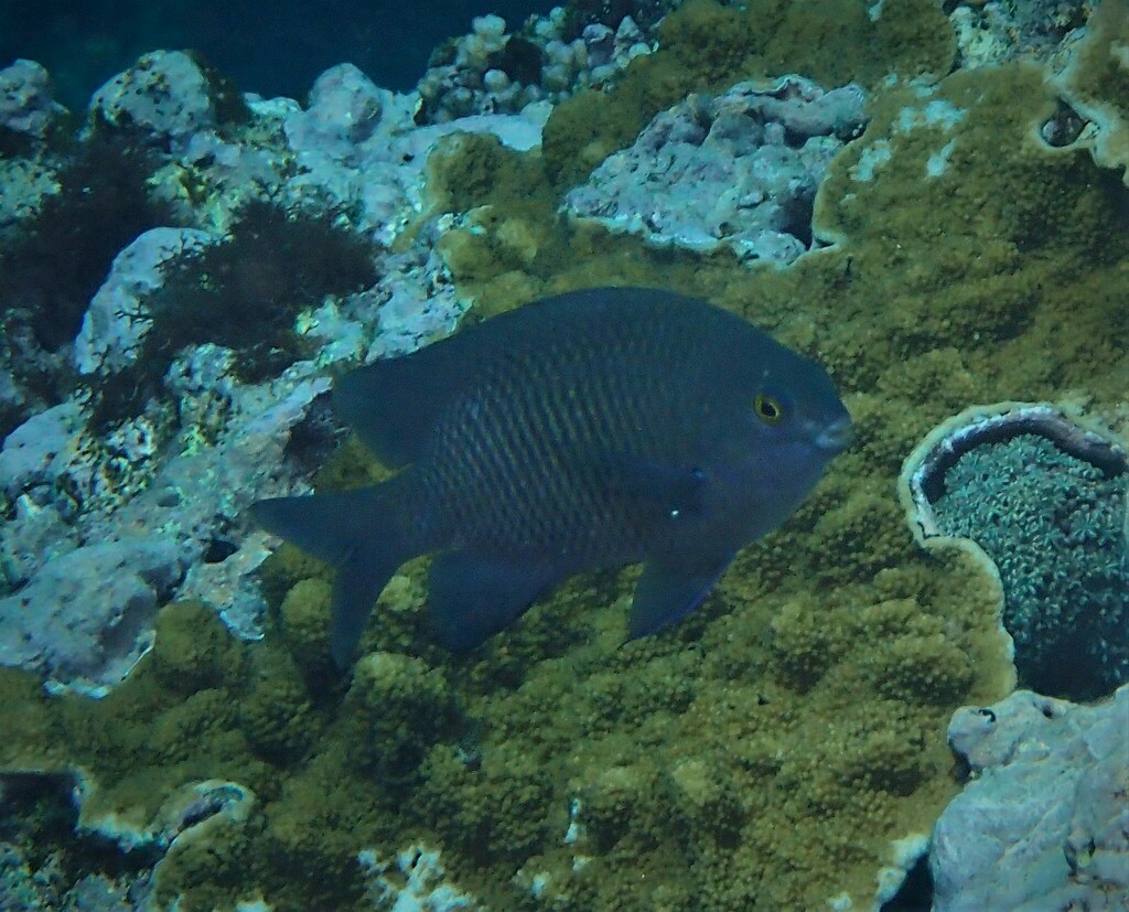 Pacific Gregory from Yellow Rock Slope on March 18, 2022 at 11:38 AM by ...