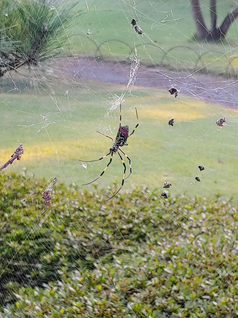 Joro Spider from Shinjuku Gyoen Park, 11 Naitōmachi, Shinjuku City ...