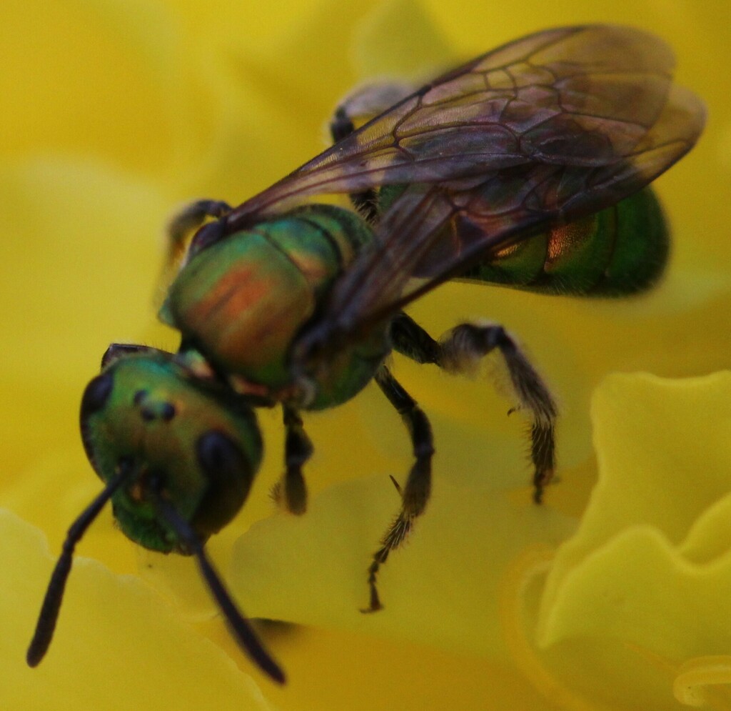 Pure Green Sweat bee from 19909 Middletown Rd, Freeland, MD 21053, USA ...