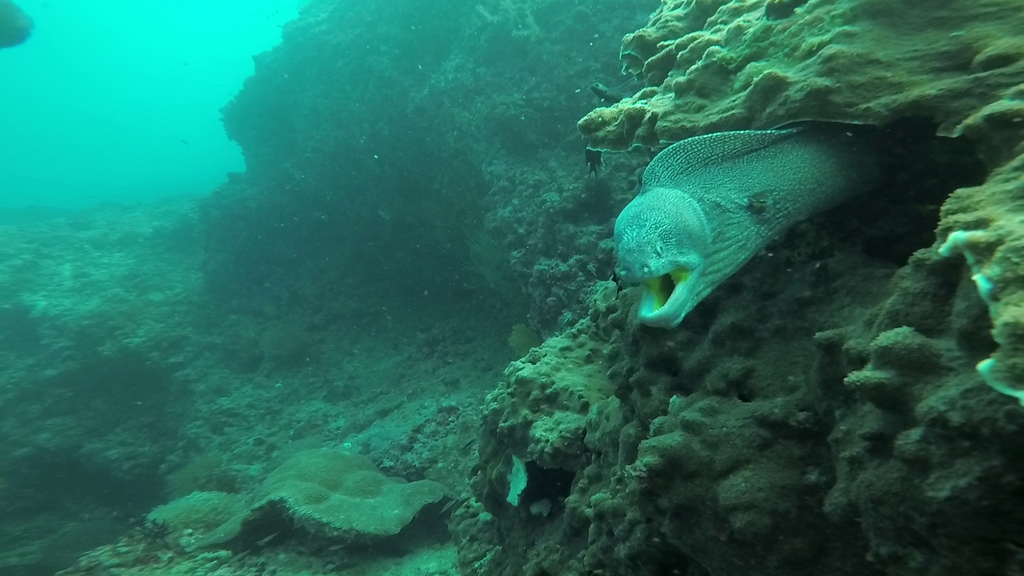Yellowmouth Moray from Barka, OM-BS, OM on October 25, 2022 at 01:49 PM ...